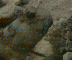 Shrimp Goby GIF by Head Like an Orange - Find & Share on GIPHY