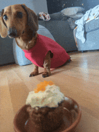 Dog Birthday Cake Gif