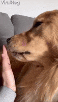 Dog-lick GIFs - Get the best GIF on GIPHY
