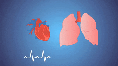 Respiratory System Gif