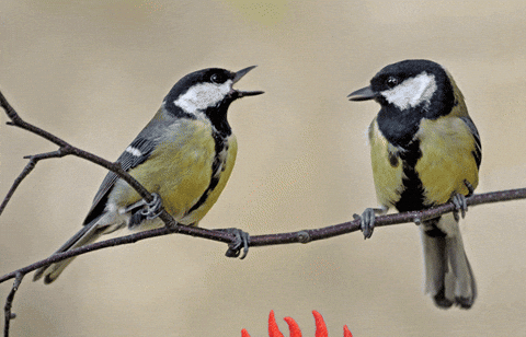Eurasian Blue Tit Gifs Get The Best Gif On Giphy
