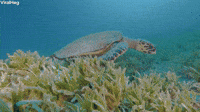 Sea-turtles GIFs - Get the best GIF on GIPHY