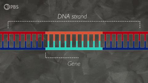 Dna Strand