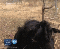 Baby Goats Running Gif