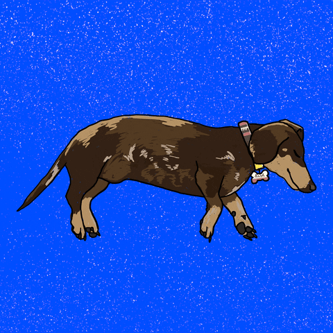 Dapple Dog GIFs - Get the best GIF on GIPHY