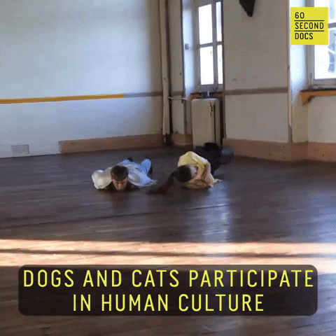 Cat Rolling GIF by 60 Second Docs - Find & Share on GIPHY