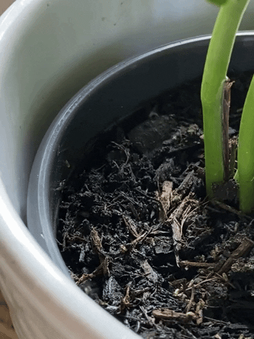 GreenMeUp GIFs on GIPHY - Be Animated