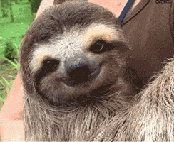 Sloths GIFs - Find & Share on GIPHY