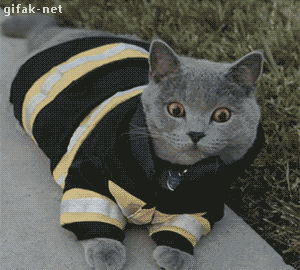 Cat Fire GIFs - Get the best GIF on GIPHY