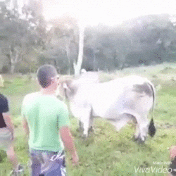 Vacas Cows GIFs - Get the best GIF on GIPHY