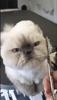 Hair-barber GIFs - Get the best GIF on GIPHY