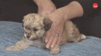 Dog-massage GIFs - Get the best GIF on GIPHY