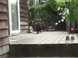 Baby Goats Jumping Gif