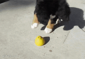 Lemon GIFs - Find & Share on GIPHY