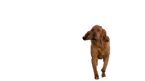 Westminster Kennel Club GIFs - Find & Share on GIPHY