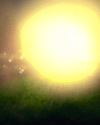 Fireflies At Night Gif