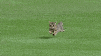 Cats Running Gif