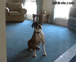 Go-for-a-walk GIFs - Get the best GIF on GIPHY