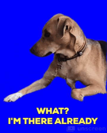 Wait What Dog GIFs - Find & Share on GIPHY