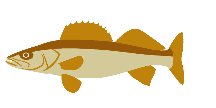 Walleye Cartoon Face