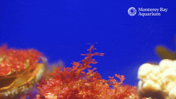 Monterey Bay Aquarium GIFs on GIPHY - Be Animated