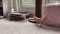 Cat-escape GIFs - Get the best GIF on GIPHY