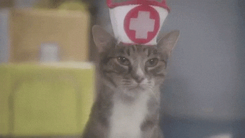 Doctor-cat GIFs - Get the best GIF on GIPHY