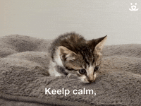 Calming-cat GIFs - Get the best GIF on GIPHY
