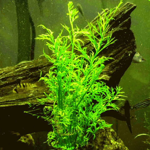 Aquarium Fish GIFs - Get the best GIF on GIPHY