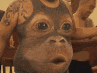 Dancing Chimp Gif