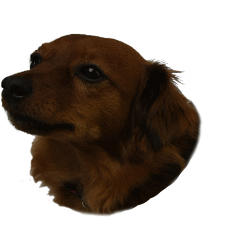 Sassy Dog Sticker by BLDG Refuge for iOS & Android | GIPHY