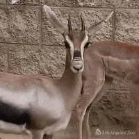 Gazelle Running Gif