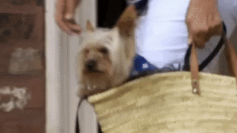 Dog Purse GIFs - Find & Share on GIPHY