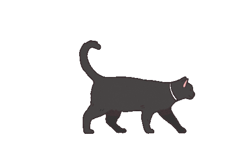 Walking Cat Gif