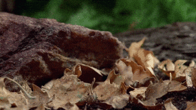 Fungia GIFs - Get the best GIF on GIPHY