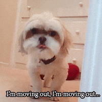 Tobuscus Dancing Gif