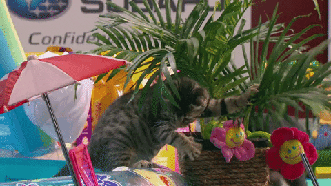 Kitten Bowl Countdown To Valentine'S Day GIF by Hallmark Channel - Find ...