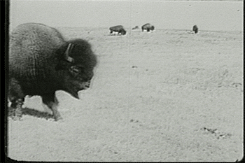 Bison Cmhgif GIF by Canadian Museum of History - Find & Share on GIPHY