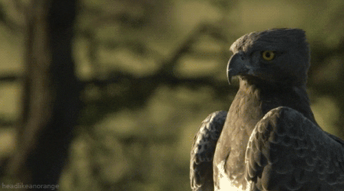 Martial-eagle GIFs - Get the best GIF on GIPHY