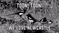 Newcastle-united-magpies GIFs - Get the best GIF on GIPHY
