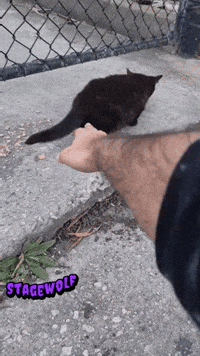 Cat Disgusted Gif