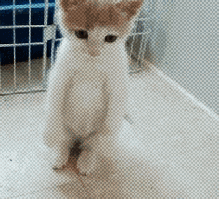 Cat Help GIFs - Get the best GIF on GIPHY