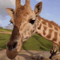 Giraffe Fight Gif