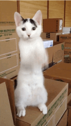 Cat Clapping GIFs - Find & Share on GIPHY