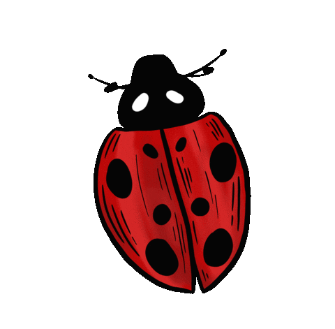 Ladybug Flying Gif
