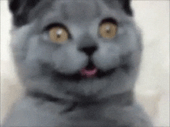 Excited Cat GIFs - Find & Share on GIPHY