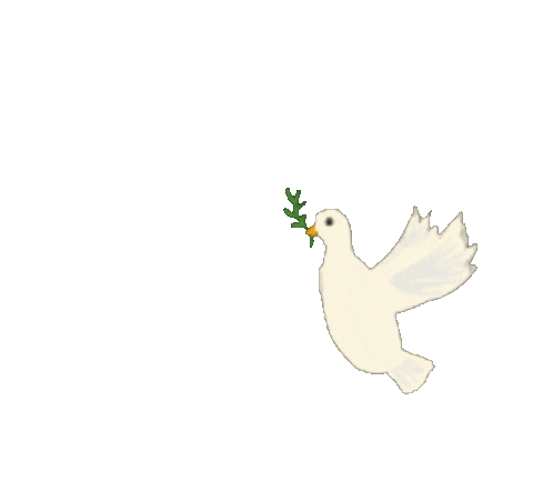 Dove Bird Flying Gif