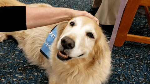 Airport-doggo GIFs - Get the best GIF on GIPHY