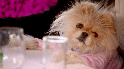 Gigyg GIFs - Find & Share on GIPHY