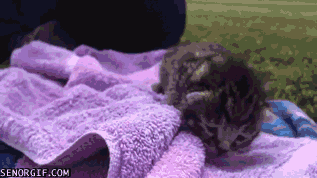 Cats Kitties GIF - Find & Share on GIPHY